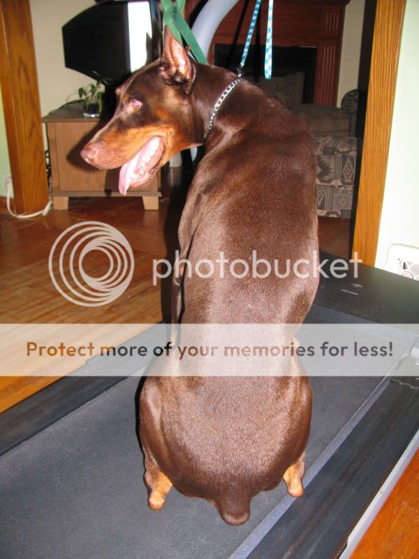 Grooming Tips For The Show Ring! | Doberman Forum : Doberman Breed Dog ...