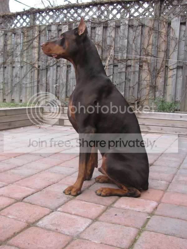 Skin Issues - Ingrown Hairs | Doberman Forum : Doberman Breed Dog Forums