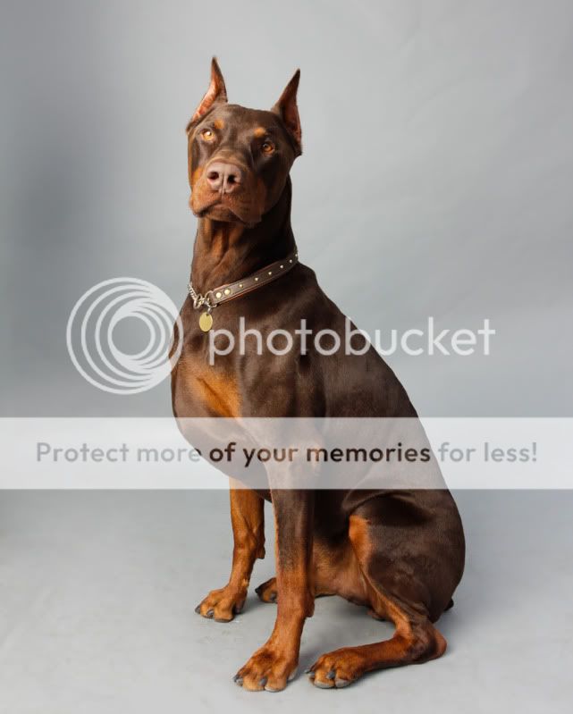 Professional pictures :) | Page 2 | Doberman Forum : Doberman Breed Dog ...