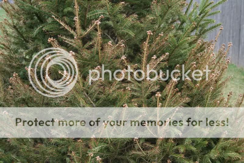 What is wrong with my Norway Spruce?