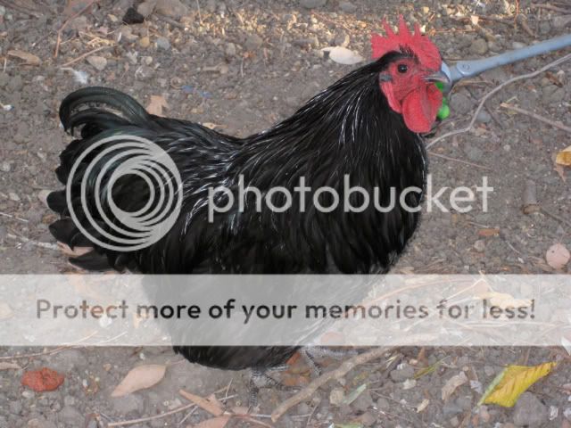 Orpington or Australorp??? | BackYard Chickens - Learn How to Raise ...