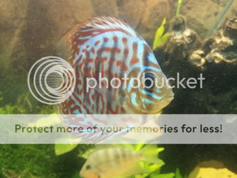 Red Stringy Poop In Discus? | Fish Forum