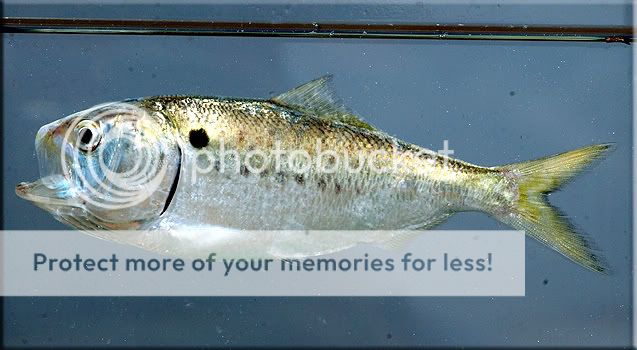 What is an LY - Page 2 - Pensacola Fishing Forum