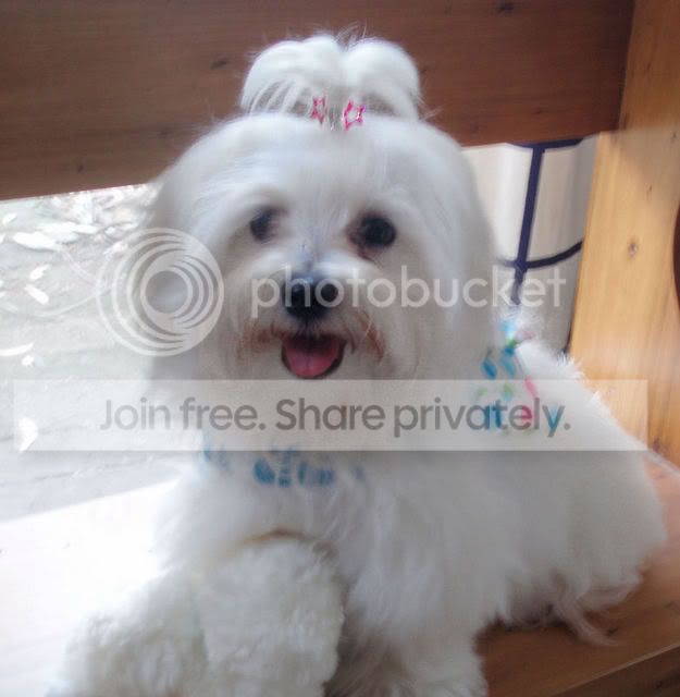 Is she fat | Maltese Dogs Forum : Spoiled Maltese Forums