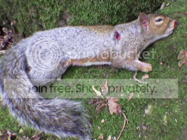 3 tree rats and a jay | Rimfire Central Firearm Forum