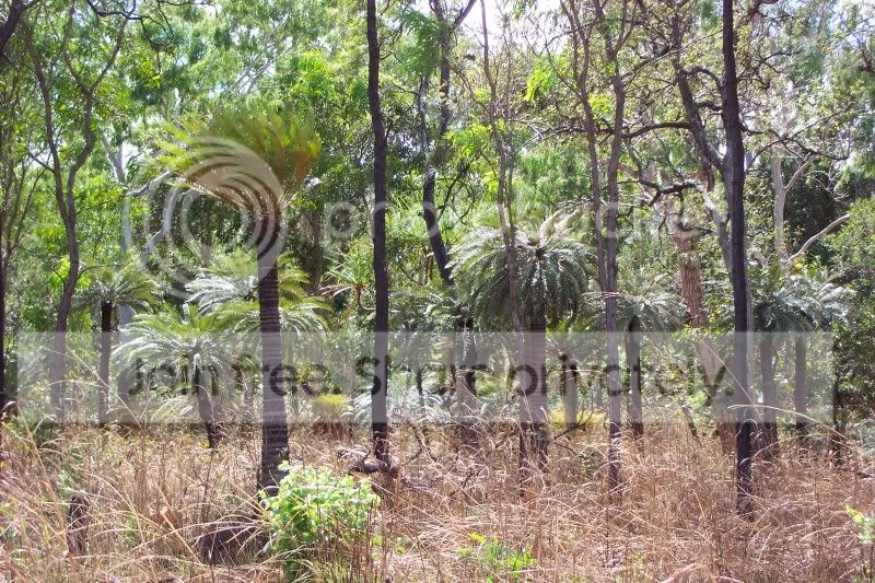 you Blokes from Queensland - any photos of your native giant Cycas ...