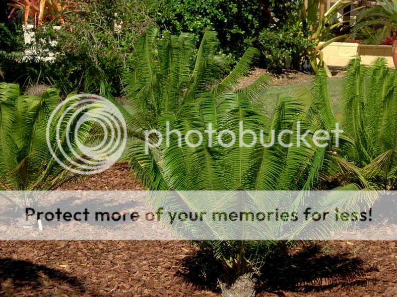 Microcycas calocoma seeds - TROPICAL LOOKING PLANTS - Other Than Palms ...