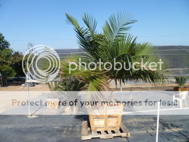 Jubea chilensis - For Sale - PalmTalk